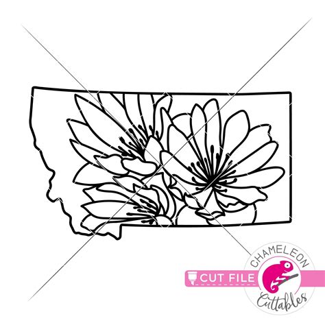 Bitterroot Flower Drawing Best Flower Site