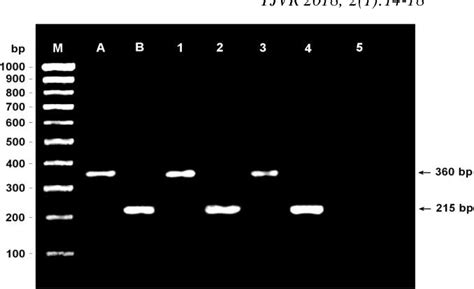 Table 1 From The Presence And Prevalence Of Enterococcus Faecalis And Enterococcus Faecium