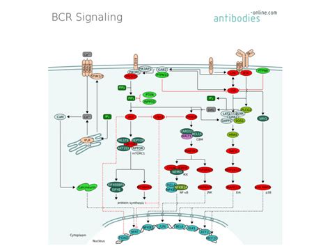 Pathways Bcr Signaling Antibodies