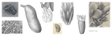 Rendering Textures In Graphite Rogério Lupo Lewis Ginter Botanical