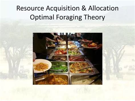 Ppt Resource Acquisition And Allocation Optimal Foraging Theory Powerpoint Presentation Id1096927