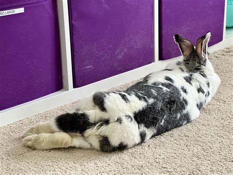 Shes Flaunting Ronlybuns
