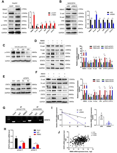 Rna Binding Motif Protein 3 Promotes Cell Metastasis And Epithelial Mesenchymal Transition