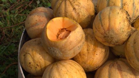 Le Retour Au Bercail Dun Melon Oublié Radio Canada Ca