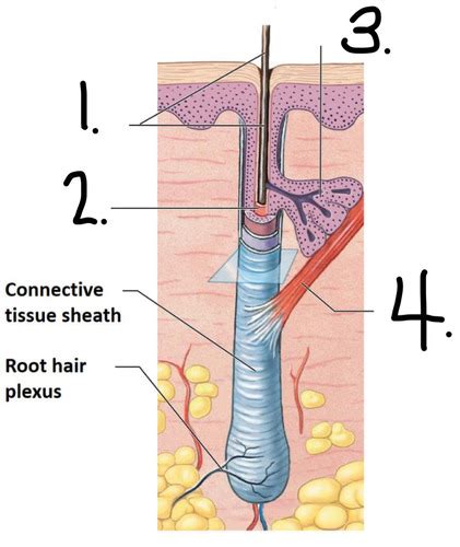 Biol 223 Ch 5 Flashcards Quizlet