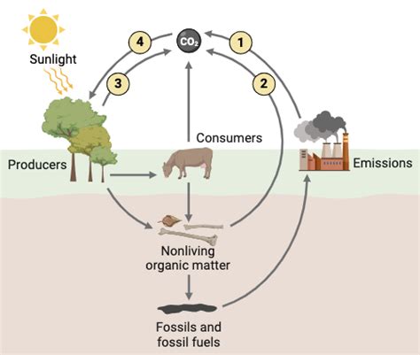 Simple Carbon Cycle Model