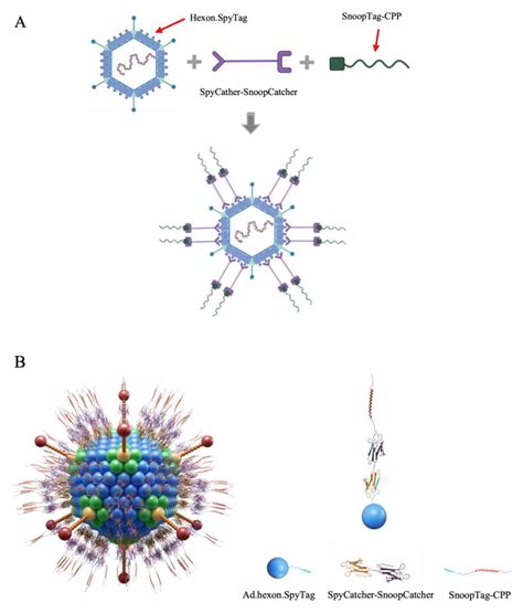 Construction Process Of The Ad Piggyback Protamine Complex A