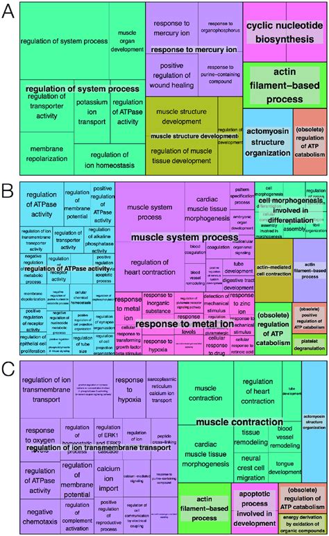 Treemap Visualization Of Significantly Enriched Biological Processes