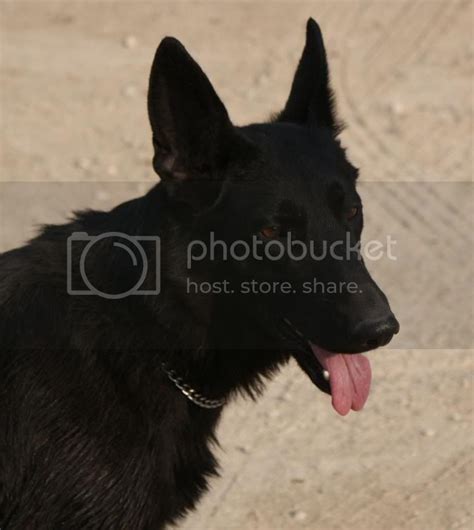 Secondary Sex Characteristics German Shepherds Forum
