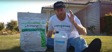 How To Combat Lawn Grub And Pests Lawnpride Australia