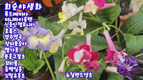 희순야생화 루드베키아뉴질랜드앵초미니바이올렛칸나속새층꽃후록스겹추명국벨가못분홍구절초꼬리풀좀백일홍자엽배롱나무깃털유홍초천인국 Youtube