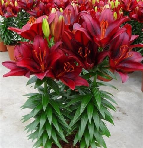 Tiny Rocket Asiatic Lily 1 Container Grimms Gardens