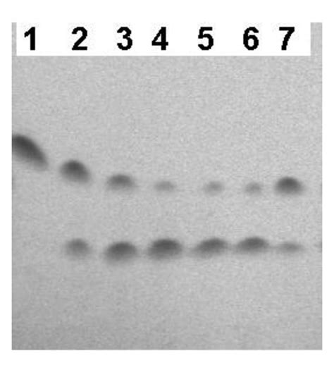 Attempts To Cyclize The Hairpin Loop Sequence K Gc X Gc Z K Download Scientific Diagram