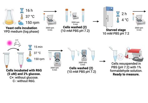 Preparing Yeast Cells For Flow Cytometry Measurement Biorender