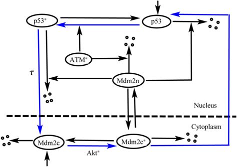 Schematic Diagram Containing P53 Mdm2c Positive Feedback Loop Download Scientific Diagram
