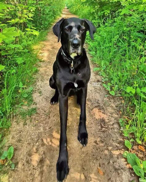 Labrador Retriever Mixes 57 Lab Crossbreeds With Pictures