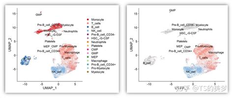 单细胞umap图只标记特定细胞群、圈定细胞群及坐标轴修改 知乎