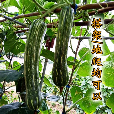 鼎牌健美蜜本南瓜种子苗大田种籽孑蔬菜大全高产辅食甜糯奶油板栗 虎窝淘