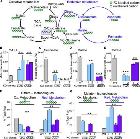 Mitochondrial Protein Lipoylation And The 2 Oxoglutarate Dehydrogenase