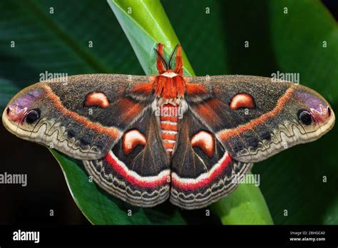 Cecropia Moth Hyalophora Cecropia Beautiful Large Colored Moth From