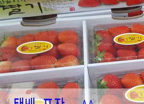 풍경 논산딸기 유자딸기농장