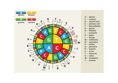 Genetics Codon Wheel A Comprehensive Guide To Codons Studocu