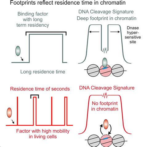 Downstream ATAC Seq Analysis