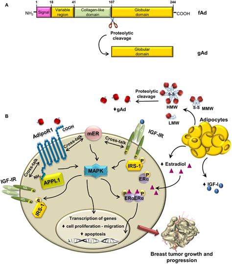 Cross Talk Between Adiponectin And Igf Ir In Breast Cancer Overview Of Download Scientific