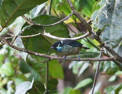 Green Naped Tanager Tangara Fucosa · Inaturalist