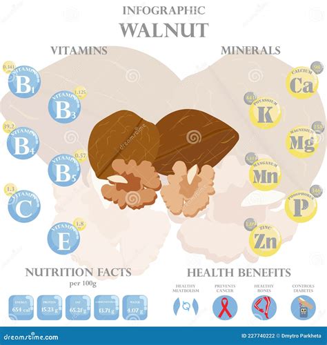 Walnut And Vitamins Infographics Vector Illustration Cartoondealer