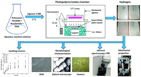 Schematic View Of The Preparation And Characterization Of Hydrogels Download Scientific Diagram