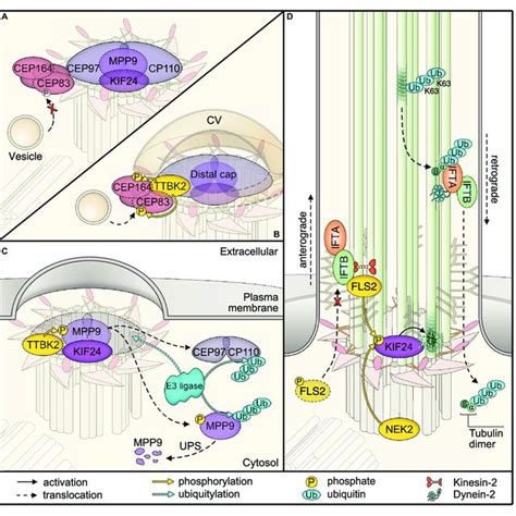 Post Translational Modifications Ptms In Primary Cilia Assembly And