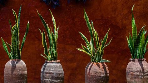 Wow Gambar Taman Bunga Lidah Mertua Gambar Bunga Indah