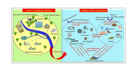 Antibiotic Pollution Of Planktonic Ecosystems A Review Focused On Community Analysis And The