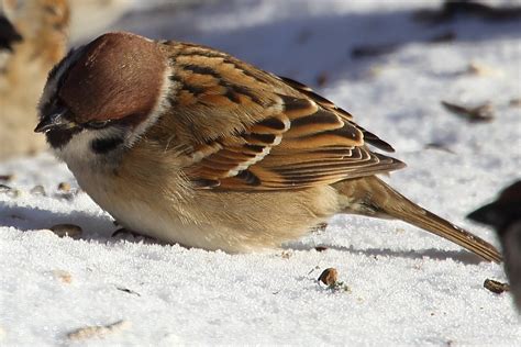 Картинки воробей 40 фото