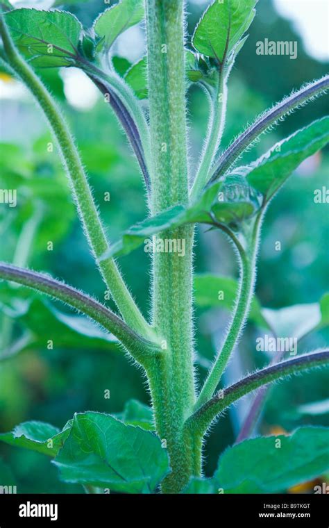 What Do Sunflower Plant Leaves Look Like At Jose Cheung Blog