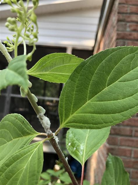 Hydrangea Problem In The Ask A Question Forum