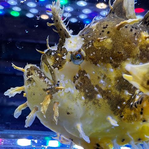 Sargassum Frogfish Discover Aquatics Shop