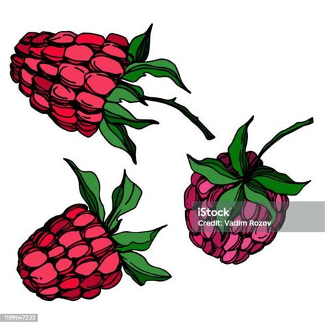벡터 라즈베리 건강 식품 신선한 베리 고립 된 요소 흑백 잉크 아트가 새겨져 있습니다 개념에 대한 스톡 벡터 아트 및 기타 이미지 개념 개체 그룹 건강한 식생활