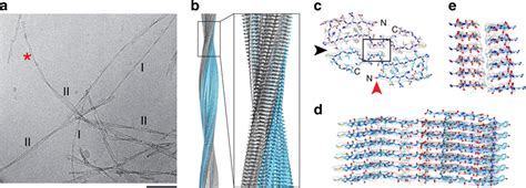Cryo Em Structure Of Fibril Morphology I A Representative Cryo Em