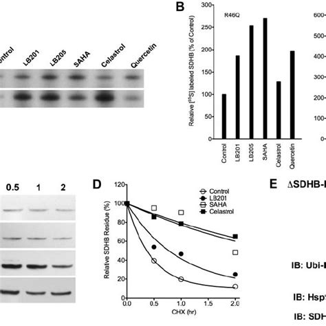 Missense Mutations In The Sdhb Gene Decrease Protein Stability A