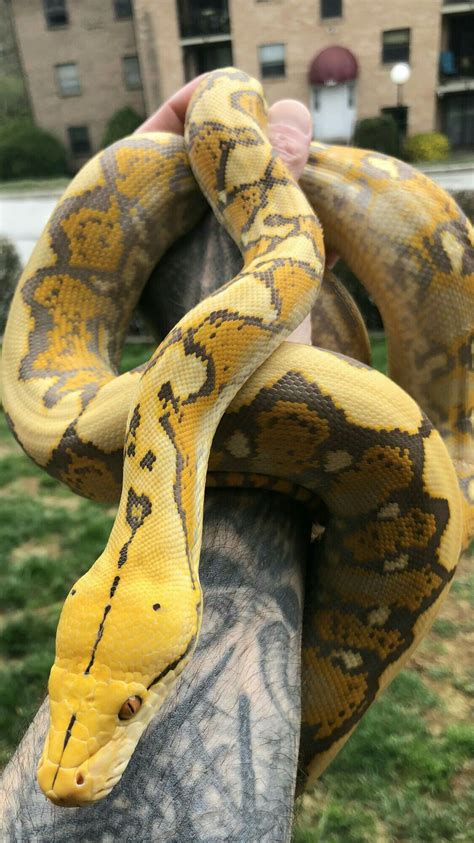 Reticulated Python Artofit