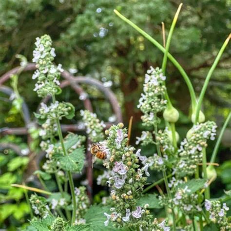 Catnip Plant How To Grow And Care For Catnip