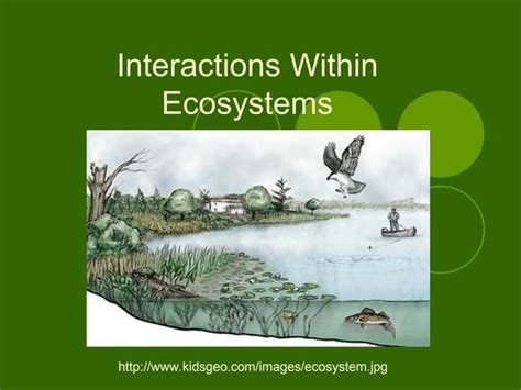 Sample Ppt On Interactions Within Ecosystems Ppt