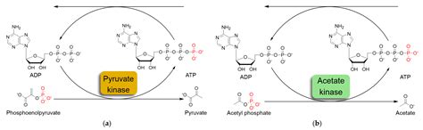Polyphosphate Kinase From Burkholderia Cenocepacia One Enzyme