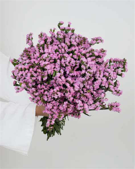 Statice Pink 25 Stems