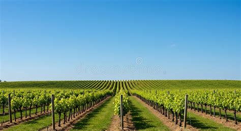 Walking Through A Vineyard Row Under Clear Blue Sky During Daytime