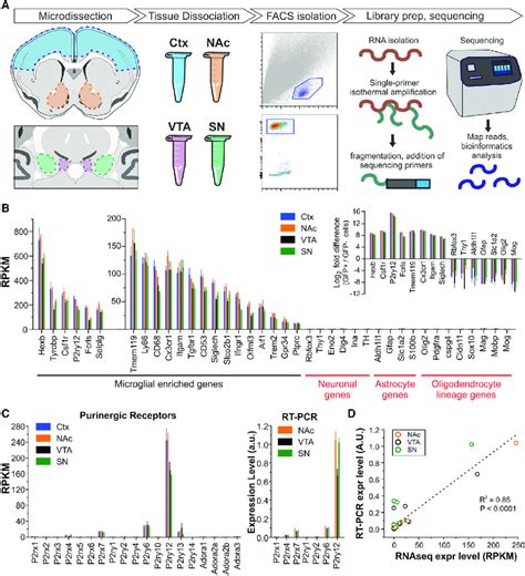 generation of whole transcriptome rna seq data from microglia of