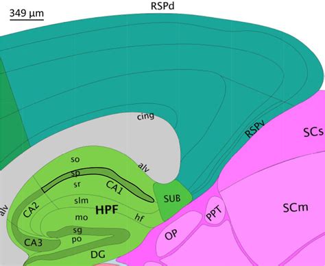 Location Of The Ventral Retrosplenial Cortex In The Mouse Brain Image Download Scientific