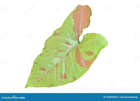 Syngonium milk confetti stock photo. Image of foliage - 262898020